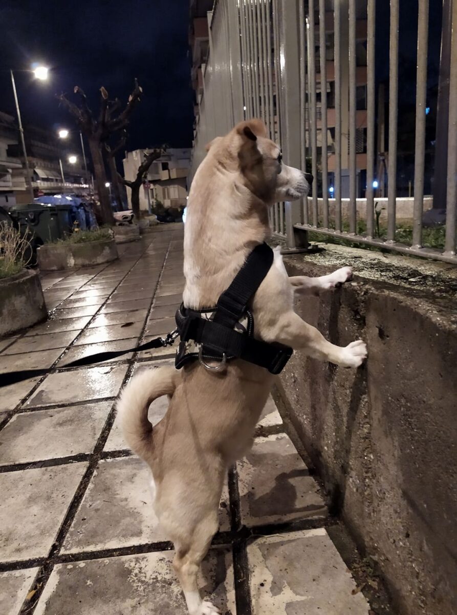 Μπράβο και σε εμάς τους σκυλογονεις που ότι και να γίνει θα τα βγάζουμε ...