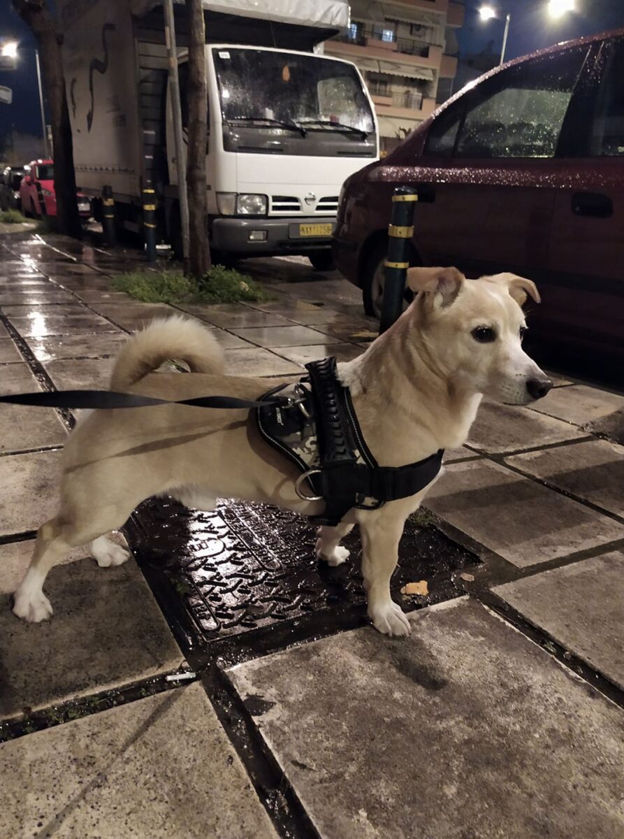 Μπράβο και σε εμάς τους σκυλογονεις που ότι και να γίνει θα τα βγάζουμε ...
