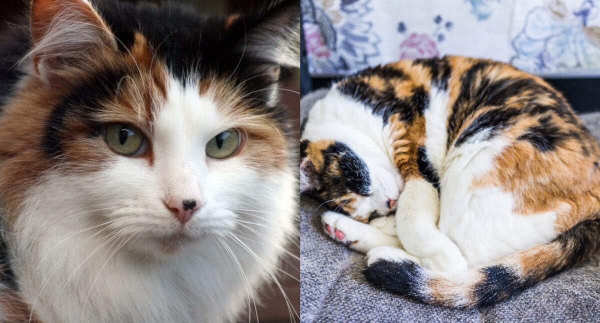 Γάτες Calico: Τα χαρακτηριστικά, το μυστήριο και ο λόγος που τις κάνει ...