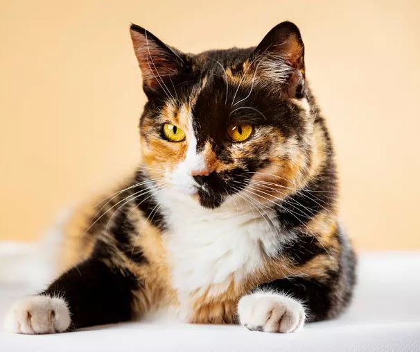 9 πράγματα που δεν πρέπει ποτέ να κάνετε στη γάτα σας-Συμβουλές και ...