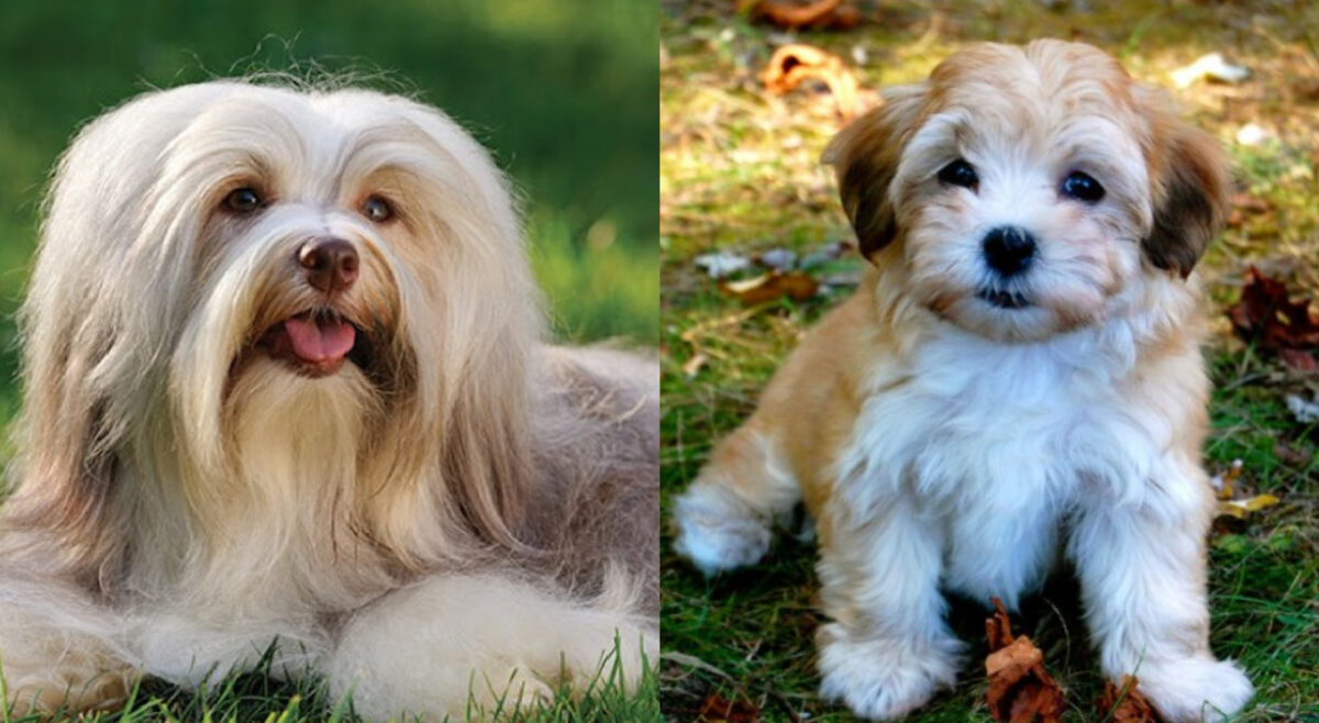 Havanese: Το εθνικό σκυλί της Κούβα - Χαρακτήρας, Προσωπικότητα και ...