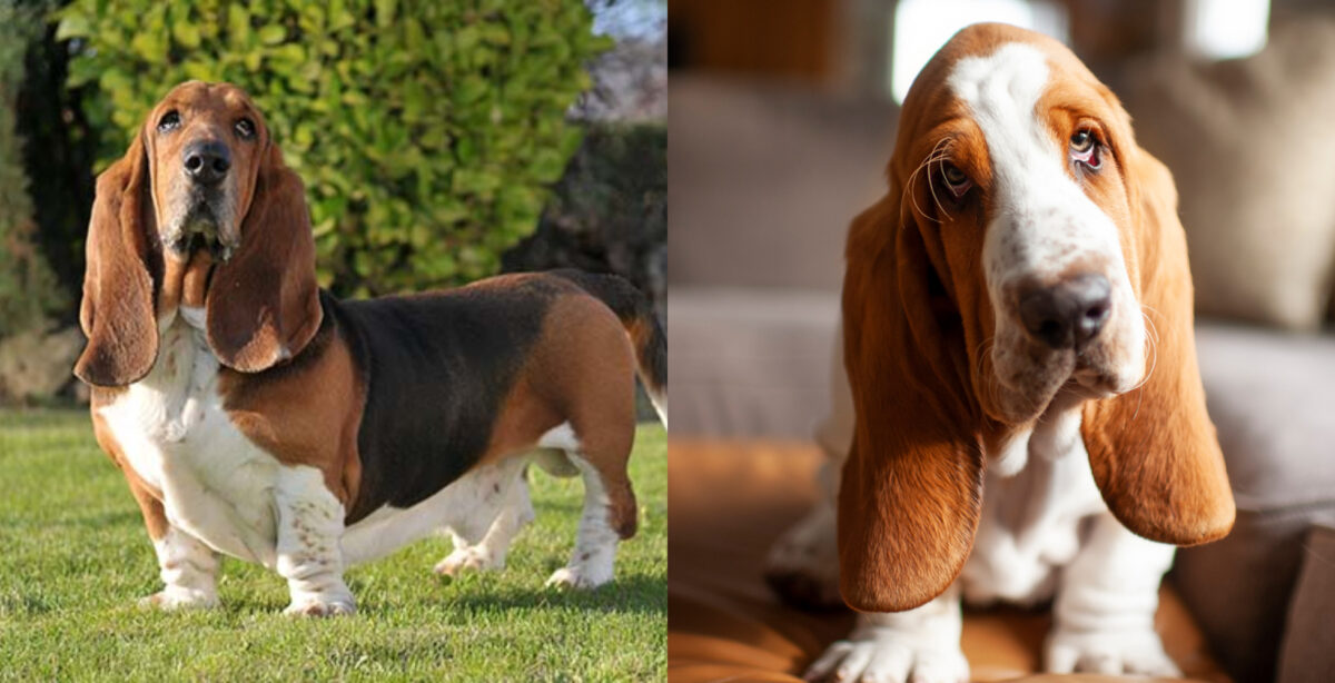 Basset Hound: Σκύλος νάνος - Επισκόπηση φυλής , Ανάγκες, Χαρακτήρας και ...
