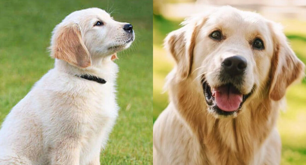 Golden Retriever: Ο πιο γνωστός και αγαπητός σκύλος, Όλα τα χρήσιμα ...