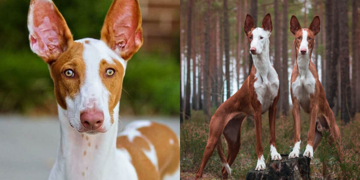 Ibizan Hound: Ο σκύλος του Αιγύπτιου θεού Ανούβη, Ανάγκες ...