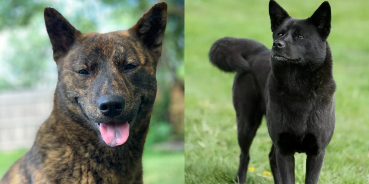 Kai Ken: Η σπανιότερη και παλιότερη φυλή, Ανάγκες, Προσωπικότητα ...