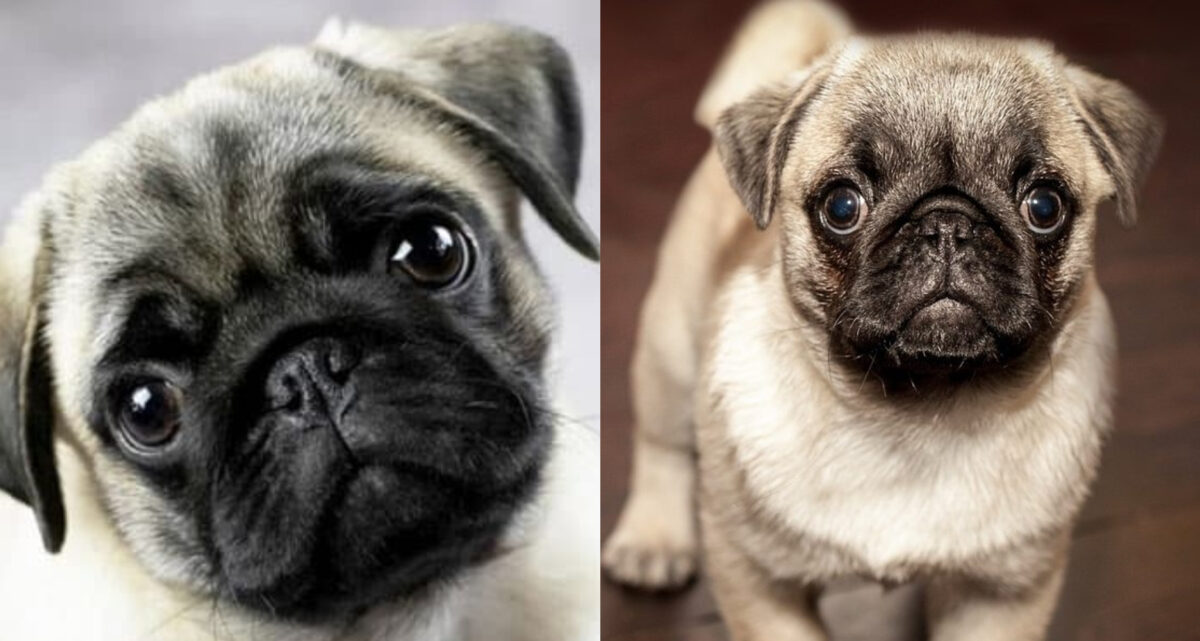 Pug: Ο σκύλος με το πιο παράξενο ροχαλητό, Ανάγκες, χαρακτηριστικά ...