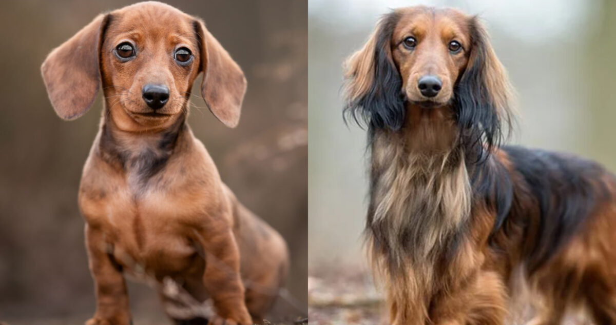 Miniature Dachshund: O σκύλος λουκάνικο, Χαρακτήρας, προσωπικότητα ...