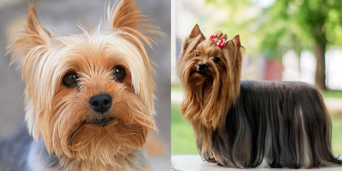 Yorkshire Terrier: Ένας μικρόσωμος σκύλος με μεγάλη προσωπικότητα ...
