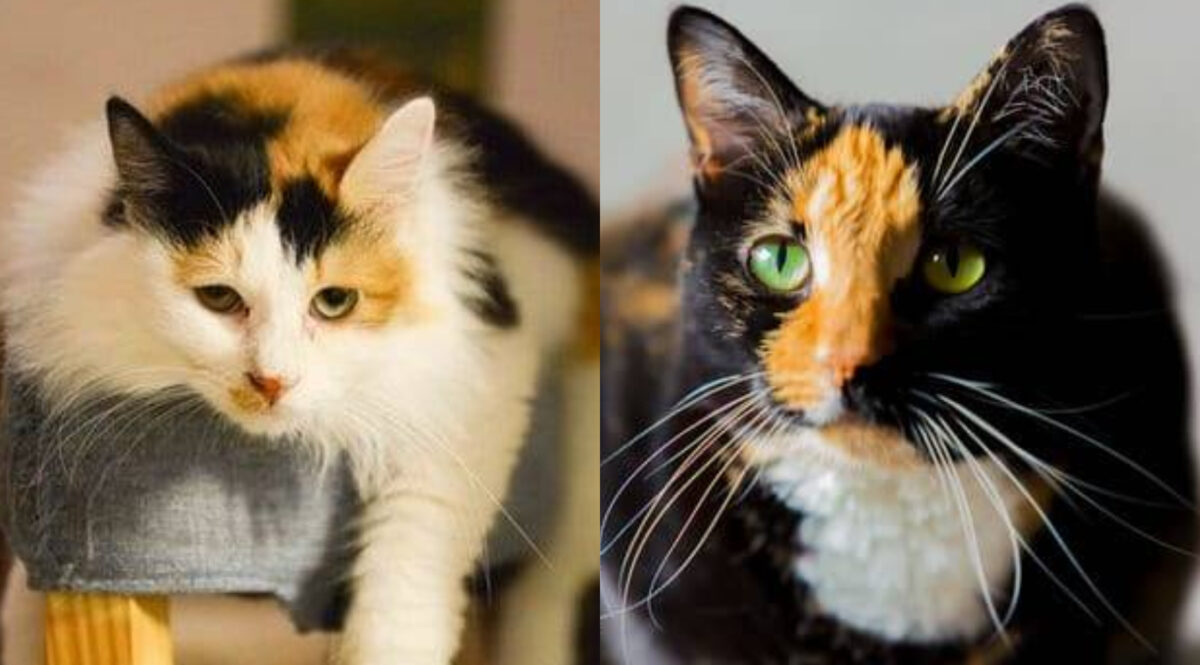 Calico και Chimera γάτες:Οι πιο γνωστές φάτσες του διαδικτύου, Είναι το ...