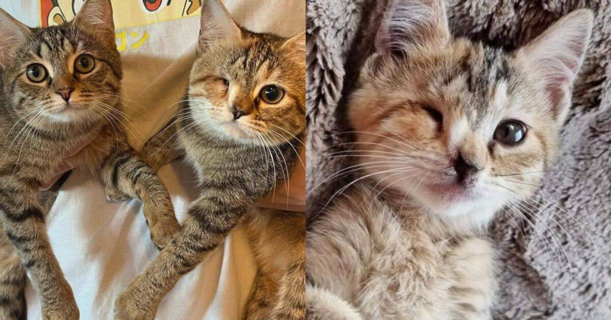 Υπάρχει ελπίδα: Ετοιμοθάνατα αδέσποτα γατάκια σώθηκαν και ταξιδεύουν σε ...