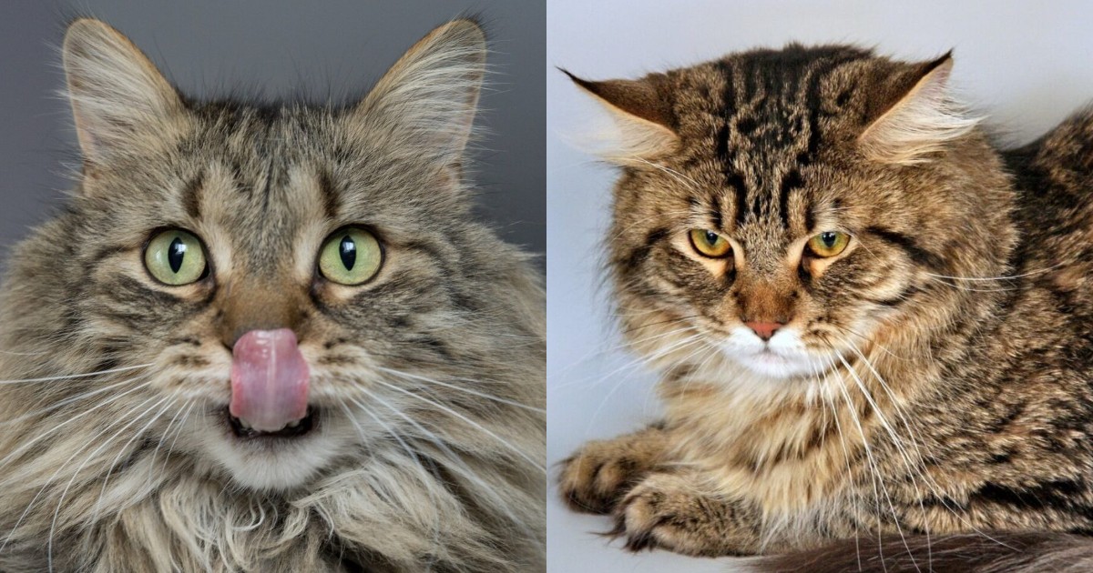 Όλα όσα θέλετε να ξέρετε πριν υιοθετήσετε μια γάτα Σιβηρίας - Petkeepers