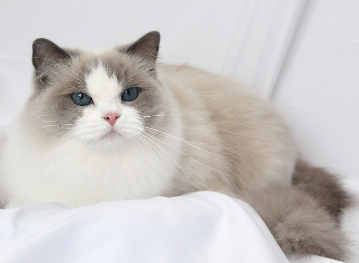 Γάτα Ragdoll: Ο καλύτερος φίλος του ανθρώπου - Χαρακτήρας ...