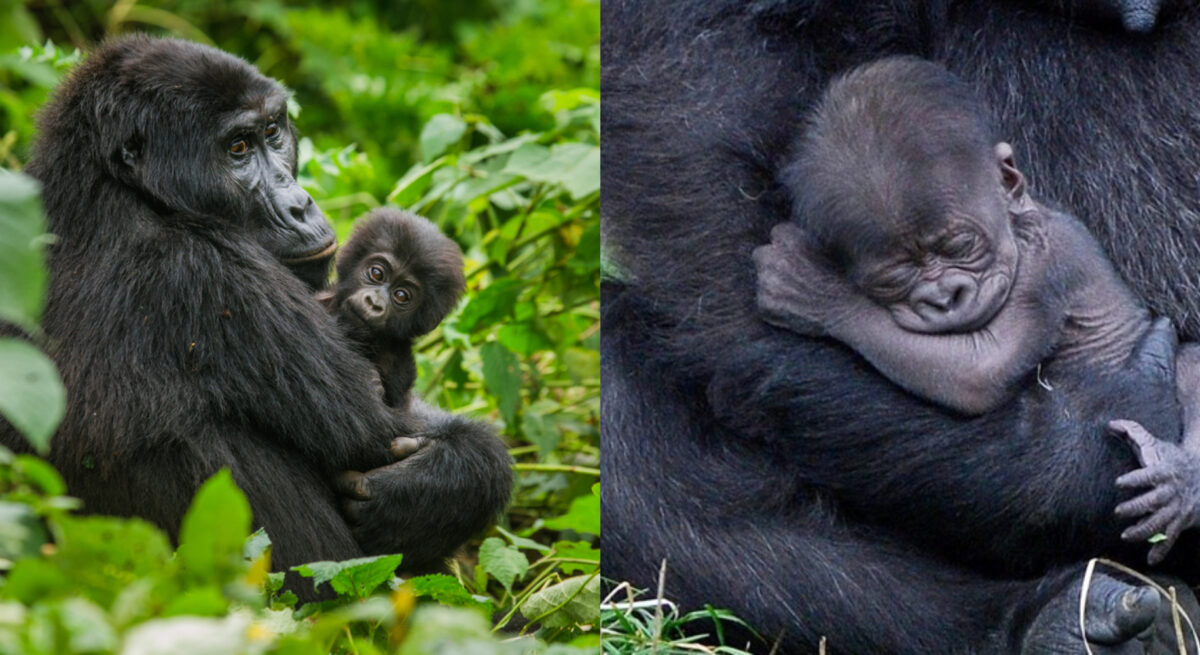 Μια ευτυχισμένη μητέρα: Μαμά γορίλας δεν μπορεί να σταματήσει να φιλά ...