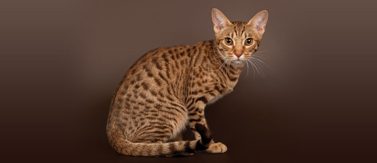 Γάτα Ocicat: Διακρίνεται για την "άγρια" εμφάνισή της - Χαρακτήρας ...