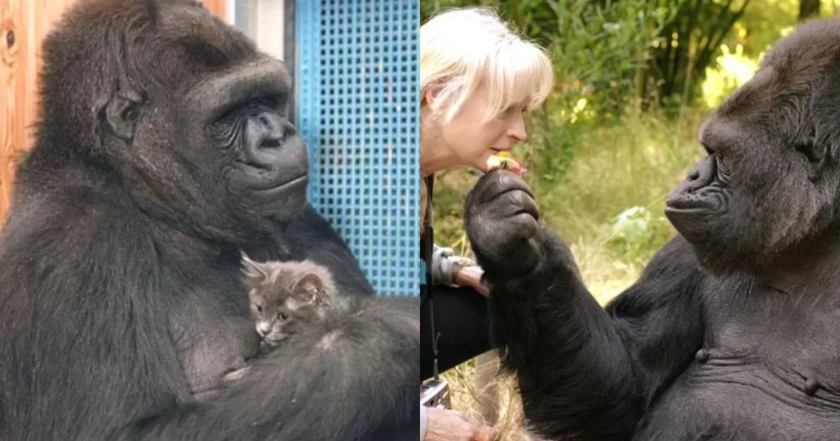Κόκο: Η ιστορία του πιο διάσημου γορίλα που έφυγε από την ζωή - Petkeepers