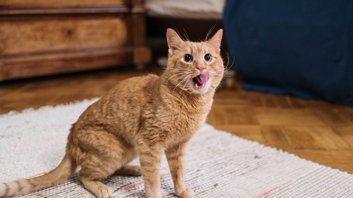 Zoomies γάτας: Όλα όσα πρέπει να ξέρετε για το ξέφρενο τρέξιμο της ...