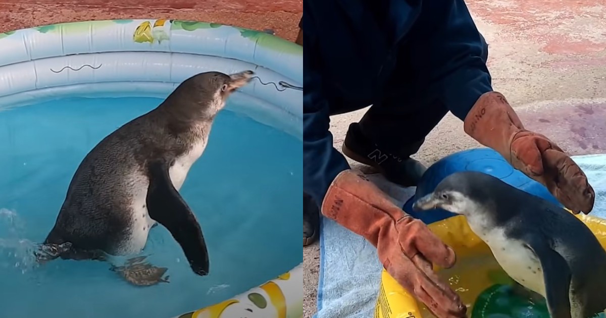 Μωρό πιγκουίνος πρέπει να ξεπεράσει το φόβο του νερού για να επιβιώσει - Petkeepers