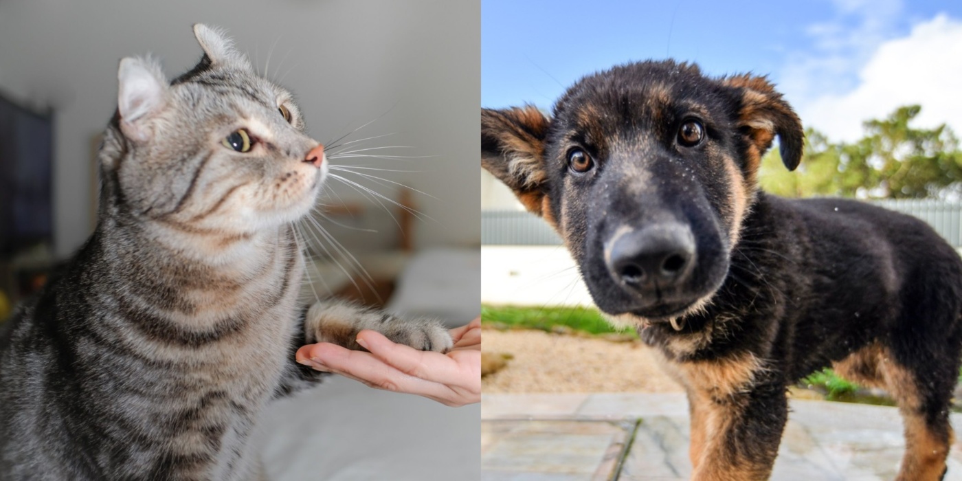 Τα πιο κοινά λάθη που κάνουν οι νέοι ιδιοκτήτες κατοικίδιων και πως να τα αποφύγουμε - Petkeepers