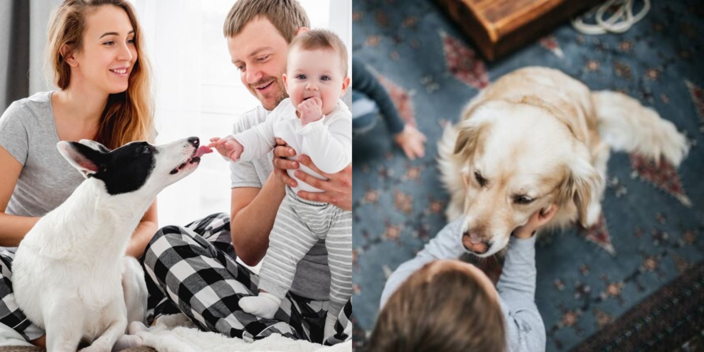 Πως να προετοιμάσουμε το κατοικίδιο για ένα νέο μέλος στην οικογένεια (μωρό ή άλλο ζώο) - Petkeepers