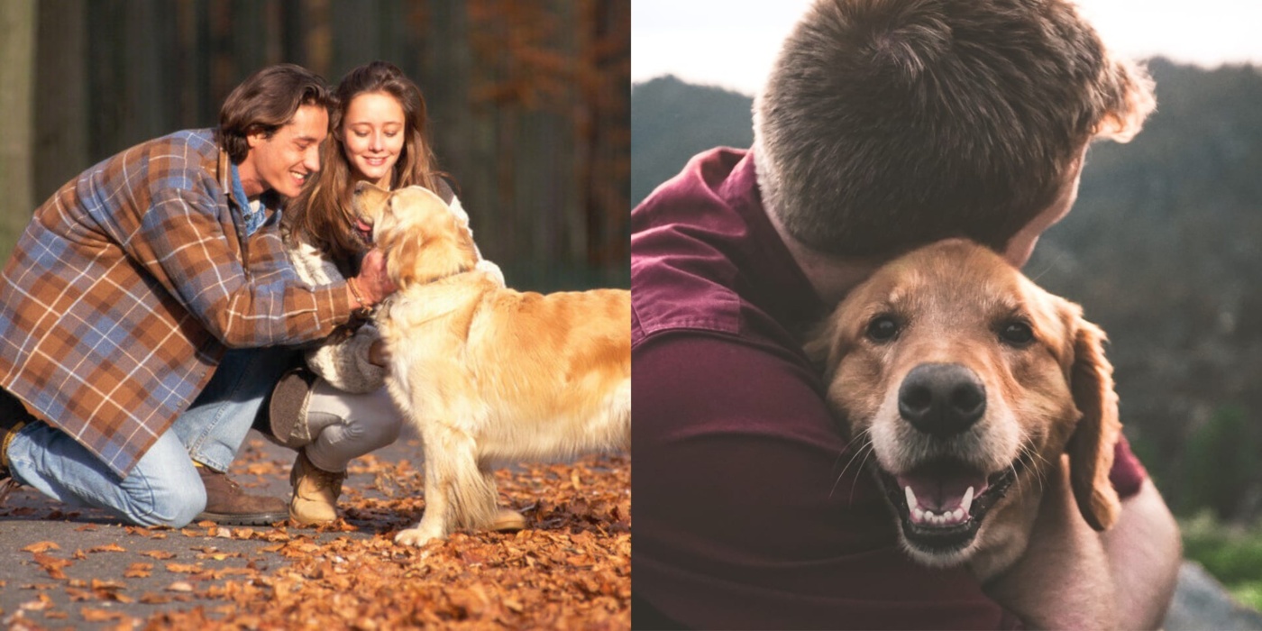 Είναι αλήθεια ότι τα σκυλιά είναι πιστά σε ένα μόνο άτομο; - Χρήσιμες πληροφορίες - Petkeepers