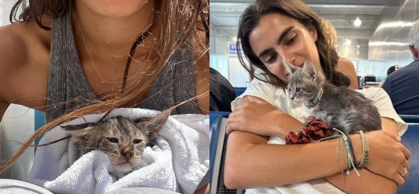 Έφυγε για την Αμερική η «Σπέτσι», το γατάκι που διασώθηκε από τουρίστρια στη θάλασσα - Petkeepers