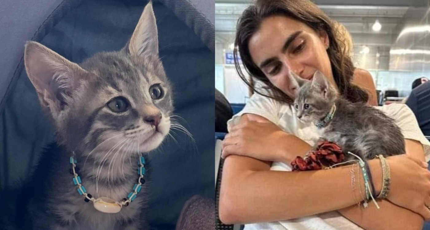 Το γατάκι που πνιγόταν στη θάλασσα: Ραγίζει καρδιές το κείμενο για τη Σπέτσι που κάνει το γύρο ...