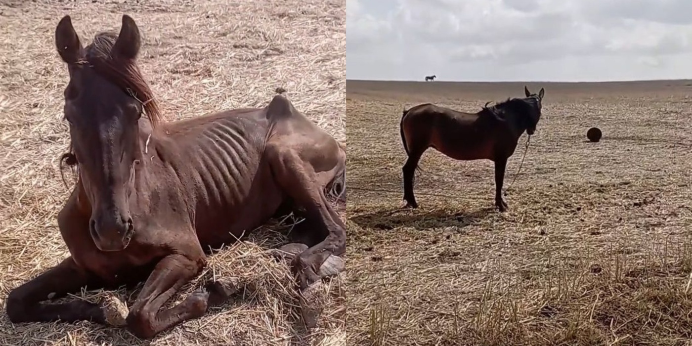 Σοκαριστικές εικόνες από τις Νέες Καρυές Λάρισα: Άλογα σκελετωμένα ...