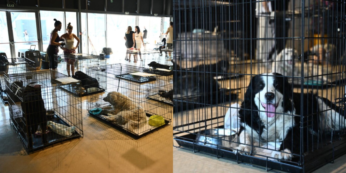 Πού βρίσκονται τα ζώα συντροφιάς που απομακρύνθηκαν από τις πυρκαγιές – Πολλά μπράβο στους ...