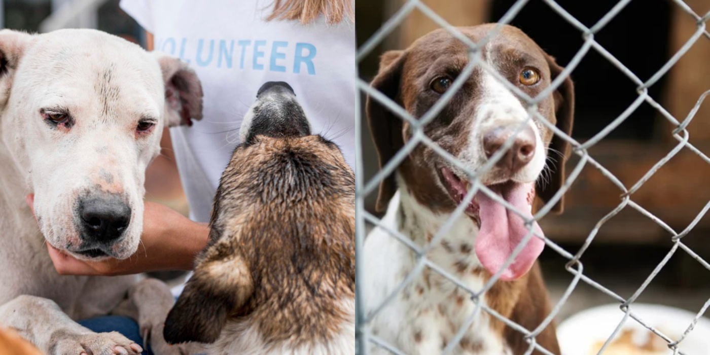 Γιατί να γίνετε εθελοντές: Μια πράξη αγάπης με τεράστια αξία - Petkeepers