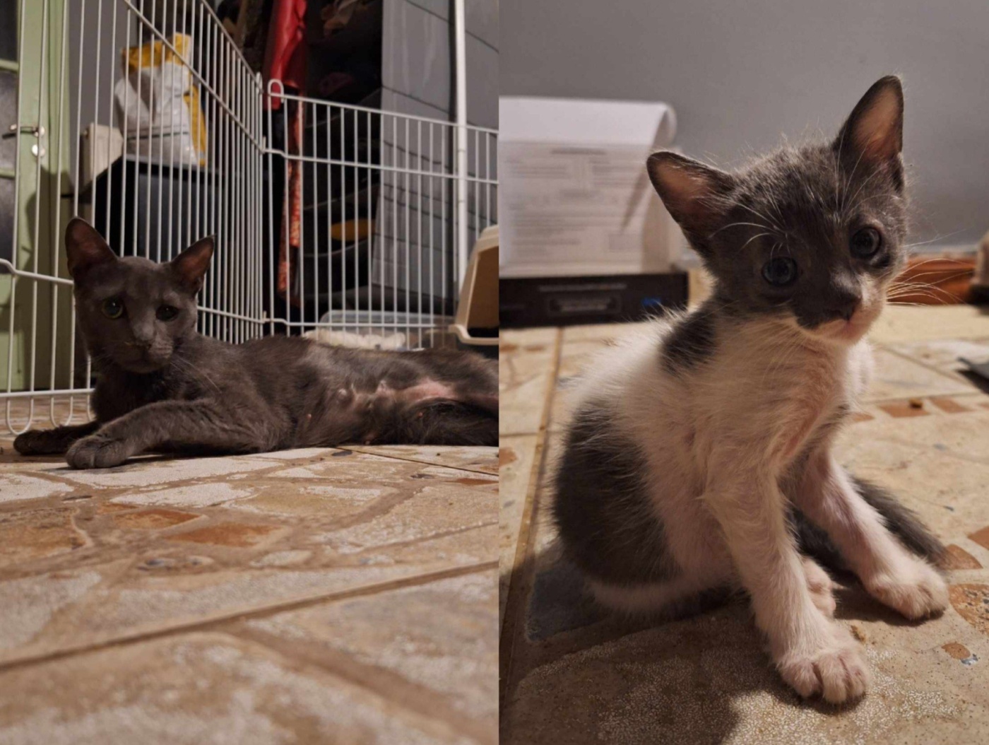 Έκκληση φιλοξενίας ή υιοθεσίας: Δώστε μια δεύτερη ευκαιρία στη Φόγκι και το μικρό γατακι της ...