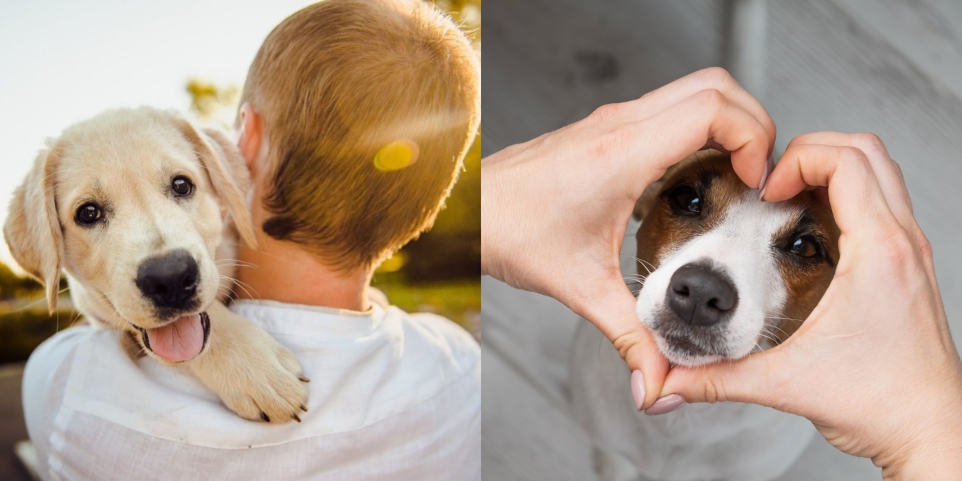 10 Μυστικά που δεν ήξερες για τη συμπεριφορά του σκύλου σου! - Petkeepers