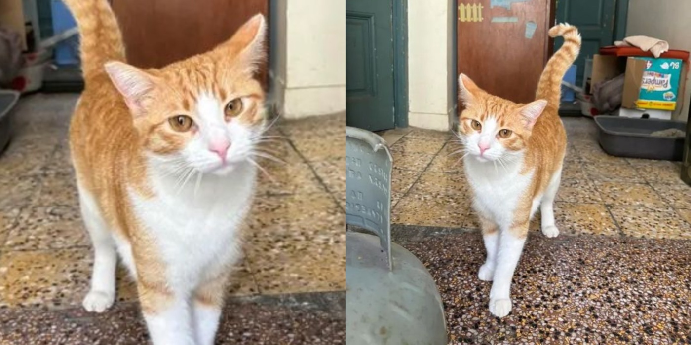 Επείγον: Χάθηκε αυτή η γατούλα! - Την έχει δει κανείς; - Petkeepers