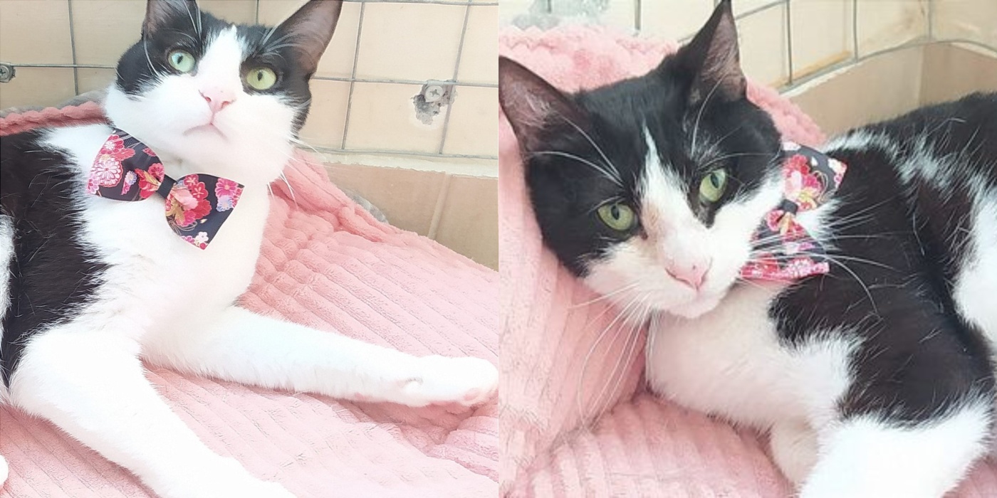 Γνωρίστε την γλυκιά Frieda: Η γατούλα που ψάχνει το παντοτινό της σπίτι ...