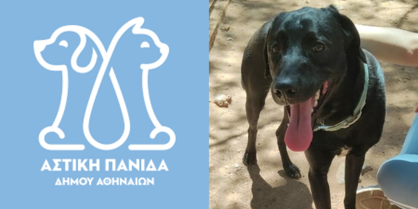 Αυτός είναι ο Μάιλο: Ένας ζωηρός και παιχνιδιάρης σκύλος που αναζητά ...