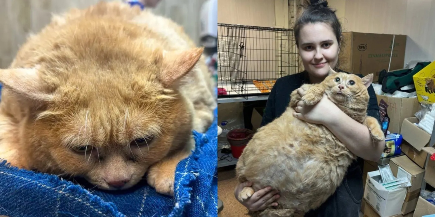 Η απίστευτη ιστορία της Kroshik: Η γάτα 17 κιλών που διασώθηκε και ξεκίνησε νέα ζωή - Petkeepers