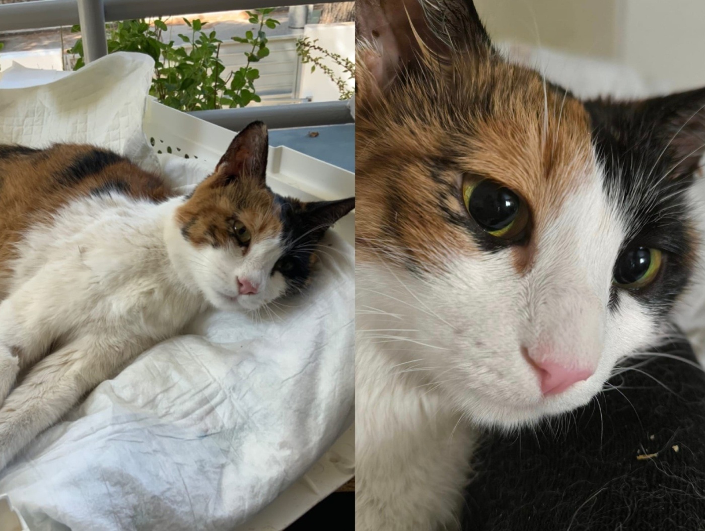 Έκκληση βοήθειας: Αδέσποτη γατούλα με παράλυση χρειάζεται στοργικό ...