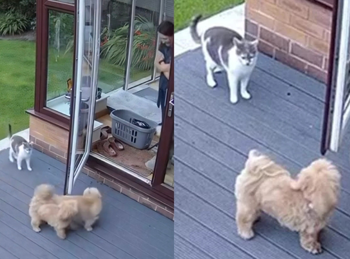Δείτε το αστείο βίντεο: Τα σκυλιά αρνούνται να επιστρέψουν στο σπίτι αλλά η γάτα βάζει τάξη ...