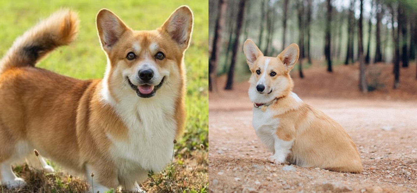 Διεθνής Ημέρα Corgi 2024: Ιστορία, σημασία και τρόποι για να την ...