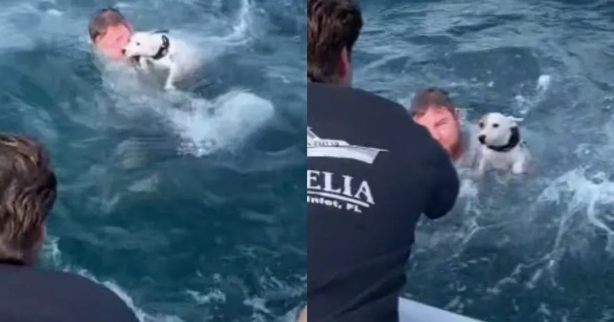 Άνθρωποι σε κρουαζιέρα βρίσκουν έναν σκύλο στη μέση του ωκεανού ...