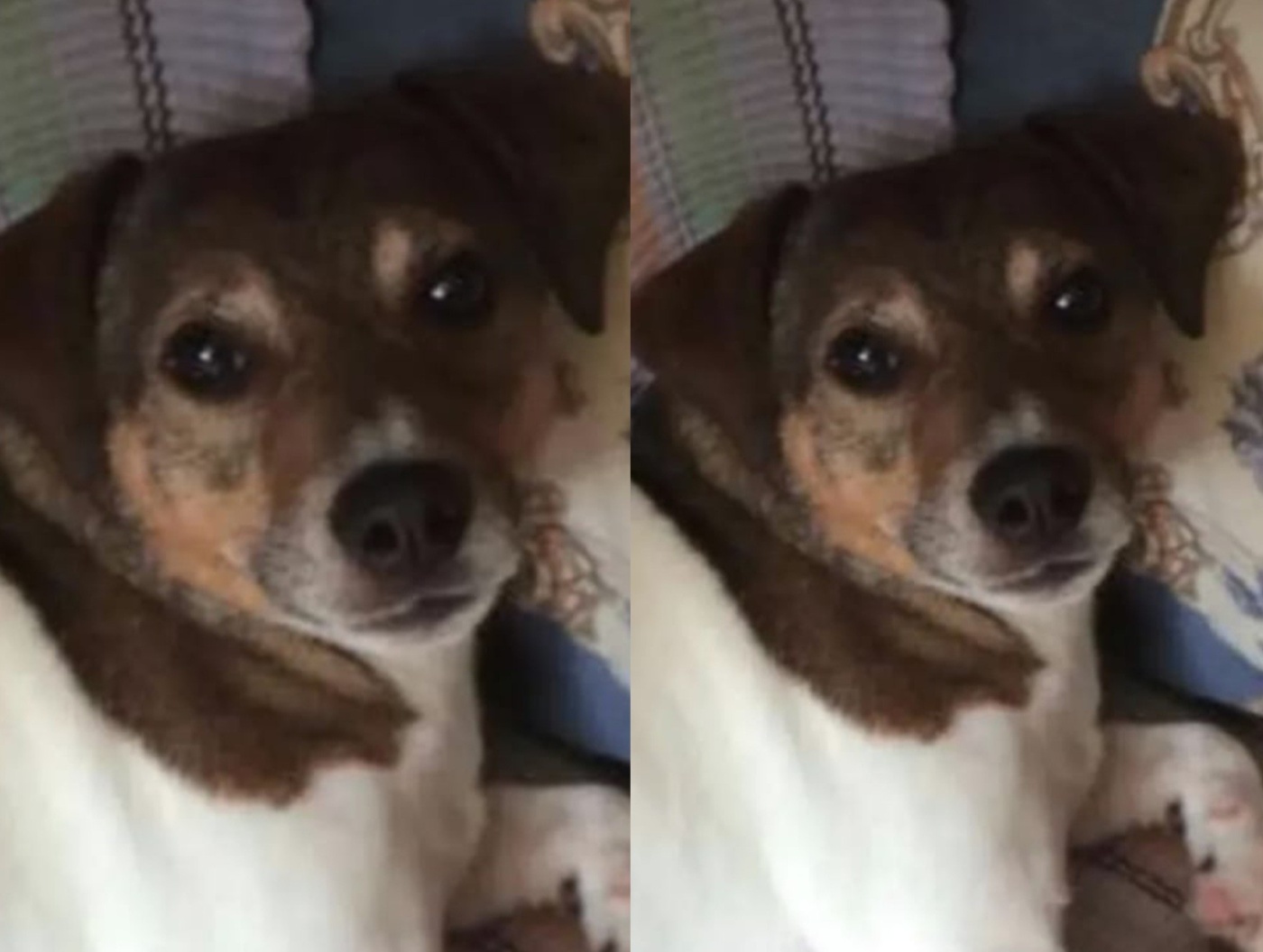 Χάθηκε ο Μαξ, το τζακ ράσελ: Ας βοηθήσουμε όλοι να βρεθεί - Petkeepers