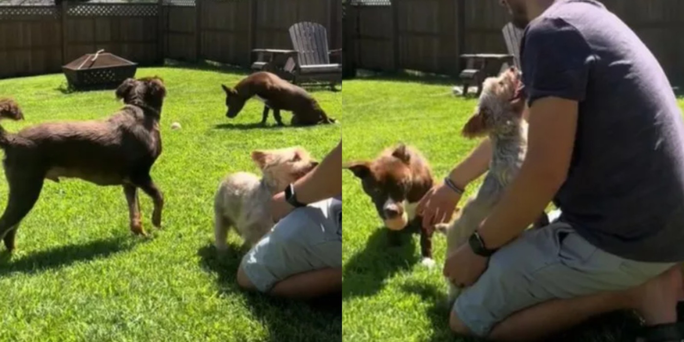 Η συγκινητική στιγμή που σκύλος διάσωσης βοηθά το παράλυτο φίλο του να παίξει με την μπάλα ...