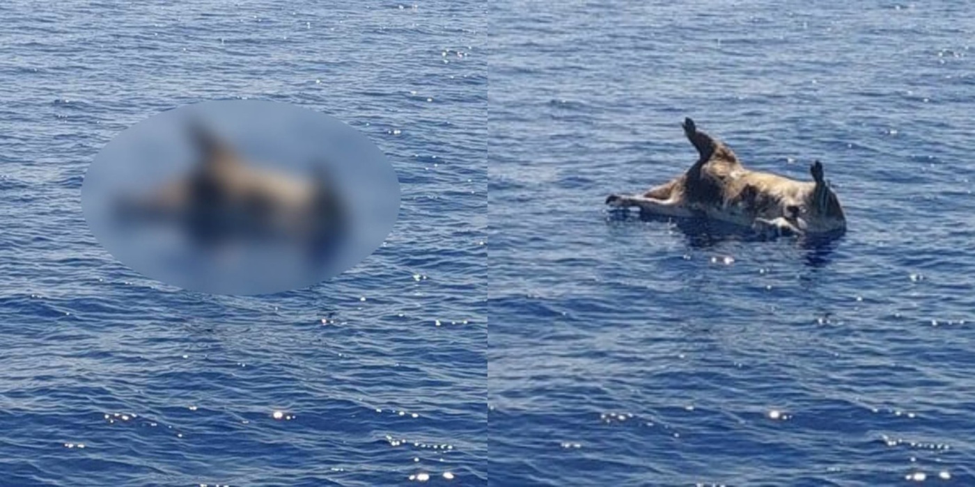 Άλλη μια εικόνα που προκαλεί σοκ στους Παξούς: Νεκρό μοσχάρι στη ...