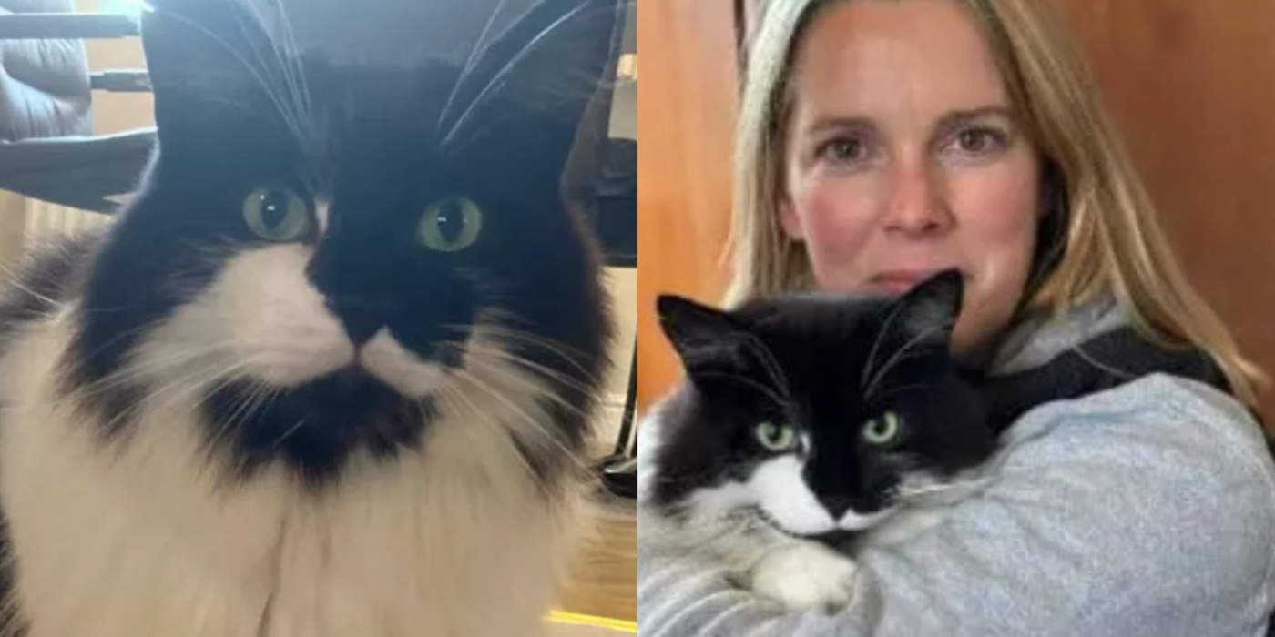 Δεν το πίστευαν: Γάτα επιστρέφει σπίτι τέσσερις μέρες μετά την υποτιθέμενη αποτέφρωσή της ...