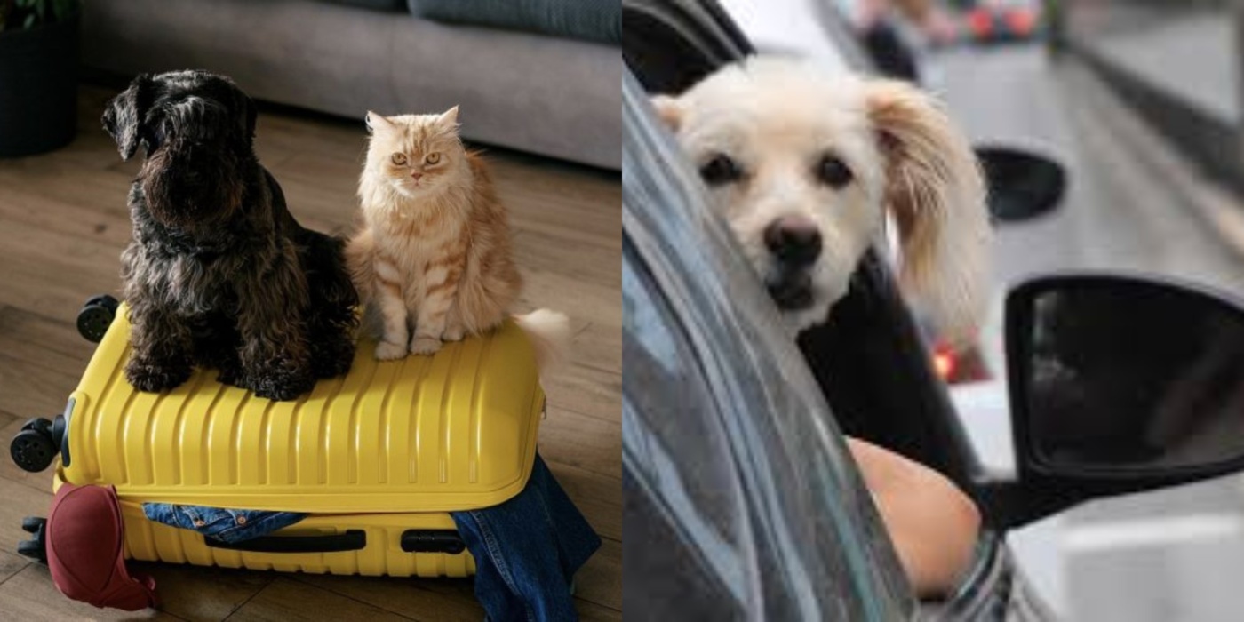 Αυτοί είναι οι νέοι αυστηροί κανονισμοί για την πώληση σκύλων και γατών στην Ε.Ε. - Petkeepers