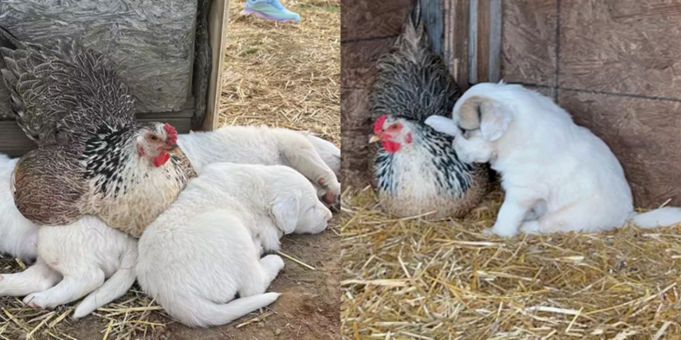 Συγκινητική ιστορία: Κότα που χάνει όλα τα αυγά της γίνεται «μητέρα» 10 κουταβιών - Petkeepers