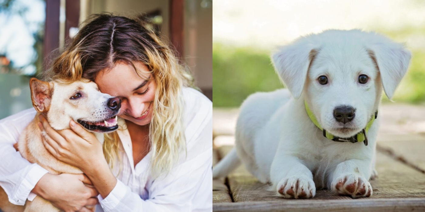 Οφέλη πέραν των αποδοχών: Τα προνόμια του Pet Sitting - Petkeepers