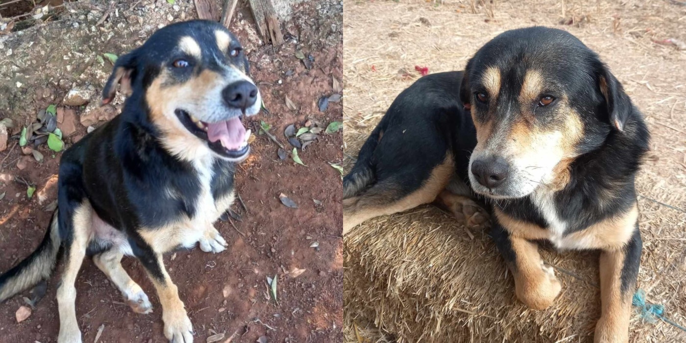 Η απίστευτη μεταμόρφωση του Ρίκο: Δίνεται για υιοθεσία - Ανοίξτε την ...