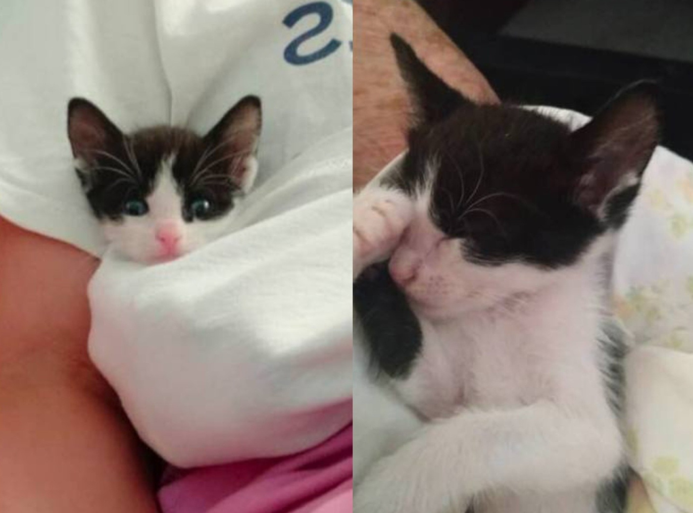 Έκκληση υιοθεσιας: Αναζητείται σπίτι για αυτό το αξιολάτρευτο μουτράκι ...