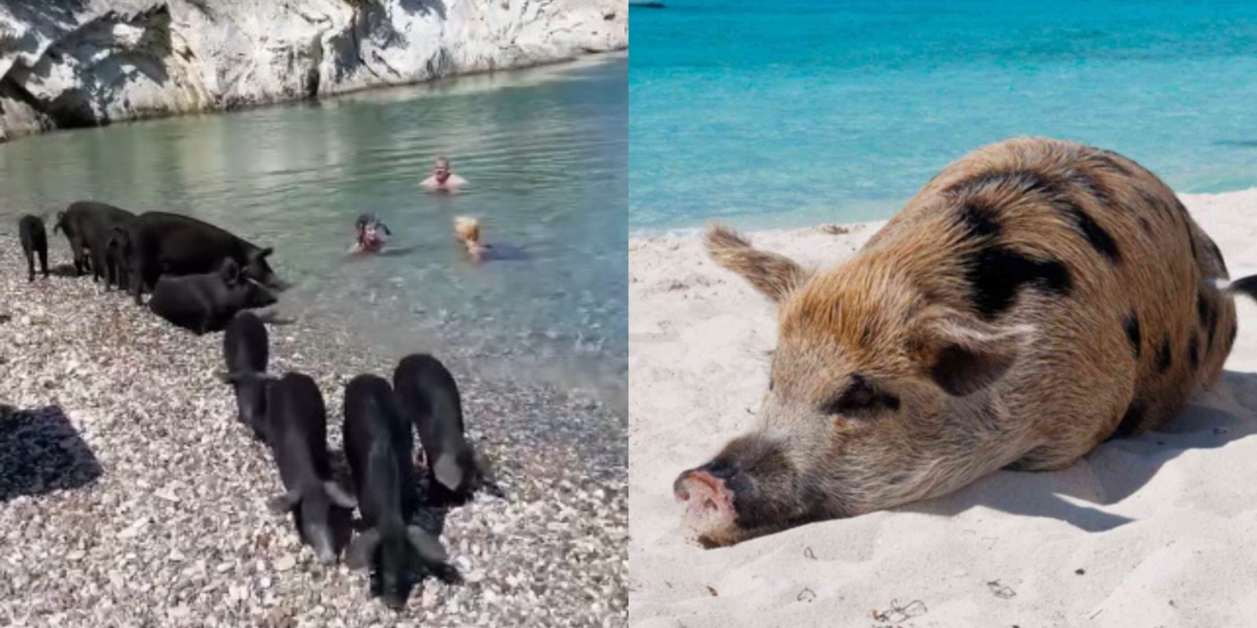 Κολυμπήστε με γουρούνια: Σε αυτό το ελληνικό νησί θα τα δείτε να ...