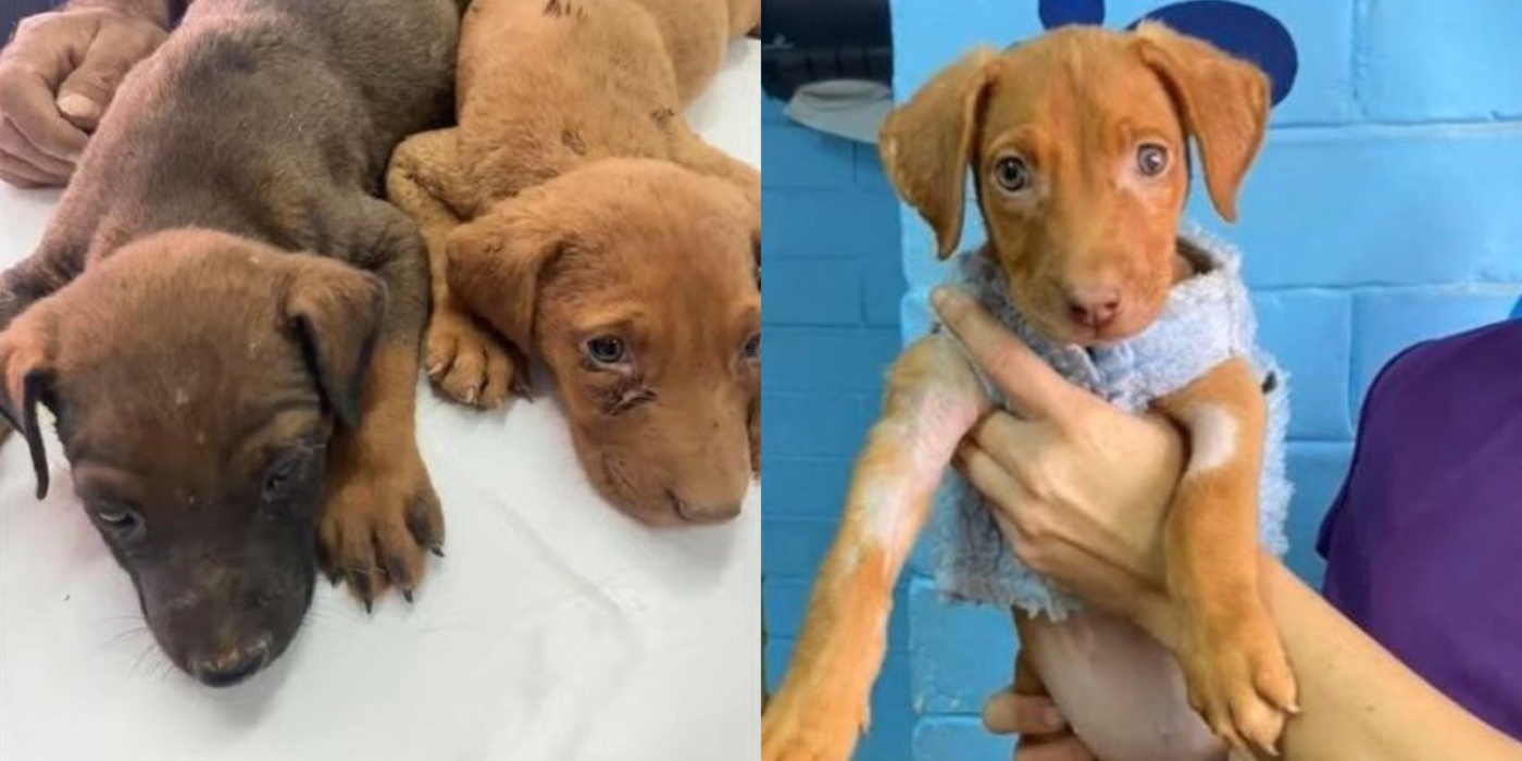 Από τη ζωή στο δρόμο στη απόλυτη χαρά: Η ιστορία της Ρίμπα και η μεταμόρφωσή της - Petkeepers